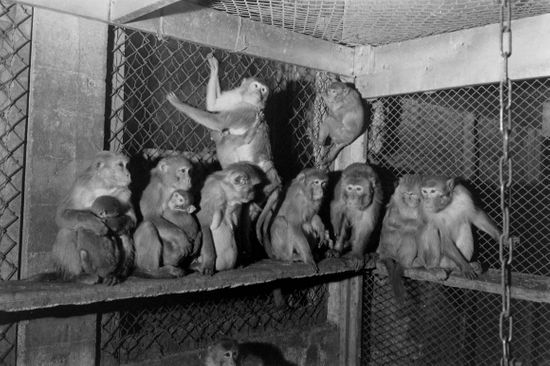 Monkeys Cage Milwaukee Wisconsin October 1959 Editorial Stock Photo ...