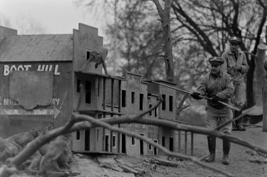Zookeeper Poking Monkeys Milwaukee County Zoological Editorial Stock ...
