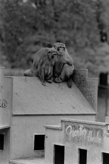Monkeys Monkey Island Old Washington Park Editorial Stock Photo - Stock ...
