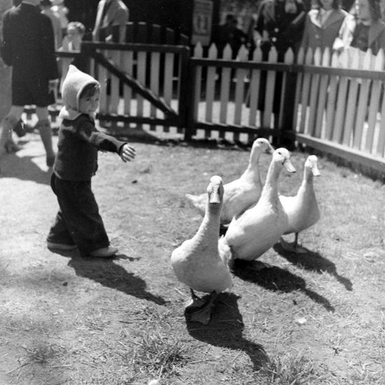 Child Chasing Ducks Baby Pet Zoo Editorial Stock Photo - Stock Image ...