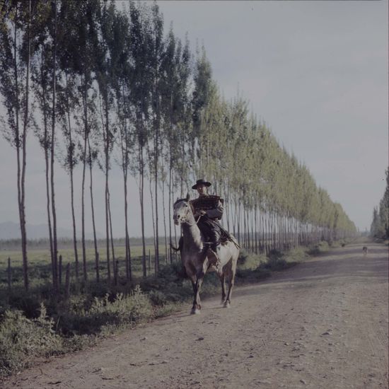 Chilean Cowboy Guacho Riding Horse Chile Editorial Stock Photo - Stock ...