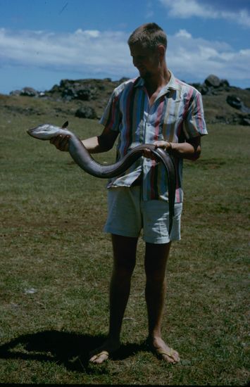 Man Holding Eel Isla De Pascua Editorial Stock Photo - Stock Image ...