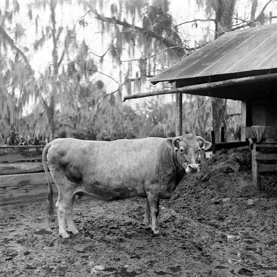 Bull Pen Farm Cross Creek Florida Editorial Stock Photo - Stock Image ...