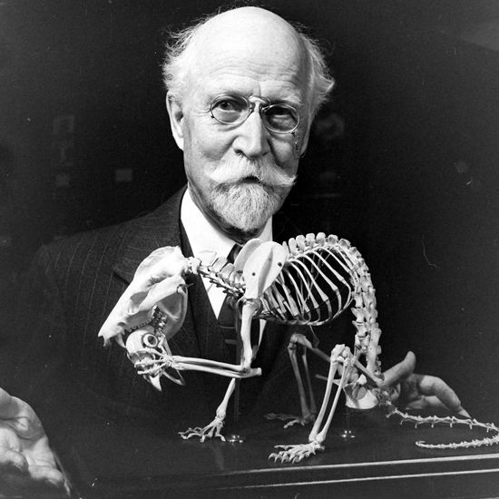 Doctor Chubb Skeleton Small Possumlike Mammal Editorial Stock Photo ...