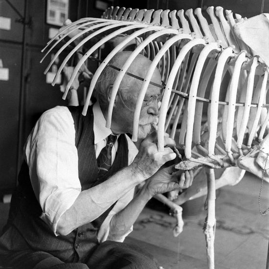 Closeup Doctor Chubb Osteologist American Museum Editorial Stock Photo ...