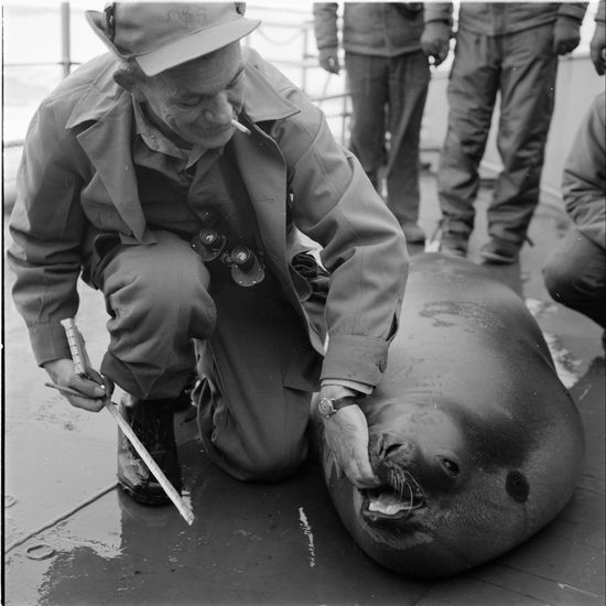 Man Measuring Seal Measuring Tape 1956 Editorial Stock Photo - Stock ...