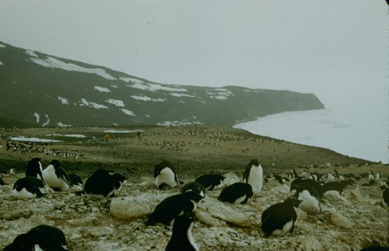 Penguins During Operation Deep Freeze Antarctica Editorial Stock Photo ...