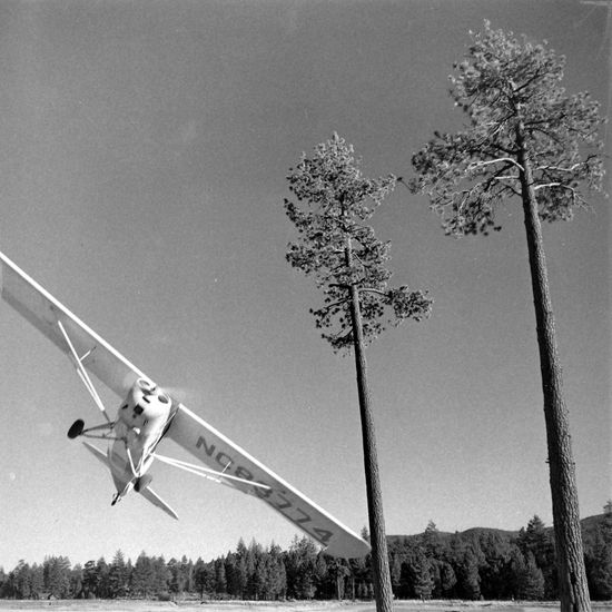 Pilot Sammy Mason Flying Around Tree Editorial Stock Photo - Stock ...