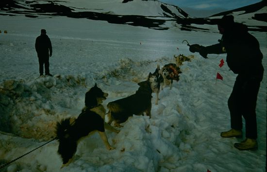 Pack Wolves Lining On Snow During Editorial Stock Photo - Stock Image ...