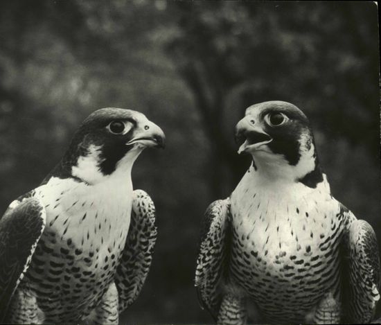 Close Adult Peregrine Falcons 23th June Editorial Stock Photo - Stock ...
