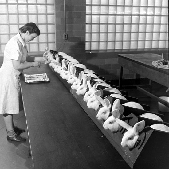 Lady Laboratory Rabbits During Production Testing Editorial Stock Photo ...