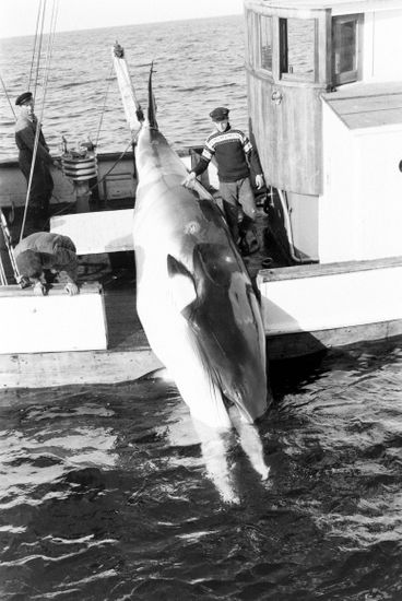 People Catching Fish Near Coast Lofoten Editorial Stock Photo - Stock ...