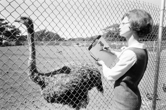 Margo Boyd Checking Ostrich Childrens Zoo Editorial Stock Photo - Stock ...