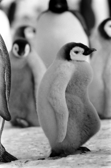 Penguins During Operation Deep Freeze Victoria Editorial Stock Photo ...