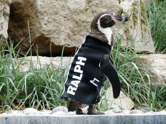 Ralph Bald Penguin Models His New Editorial Stock Photo - Stock Image ...