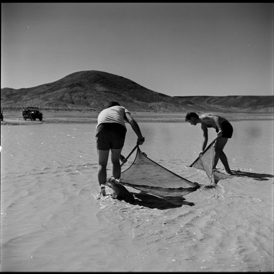 Men Netting Crustaceans Camp Irwin Mojave Editorial Stock Photo - Stock ...