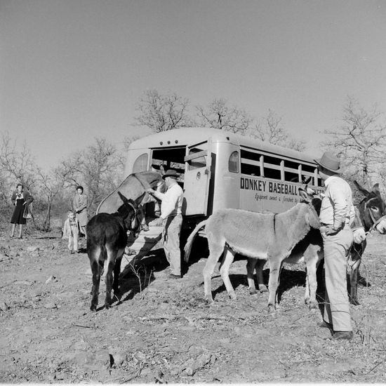 Man Guiding Donkeys Into Bus Donkey Editorial Stock Photo - Stock Image ...