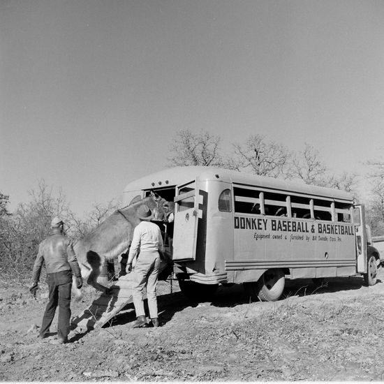 Men Boarding Donkeys Into Bus United Editorial Stock Photo - Stock ...