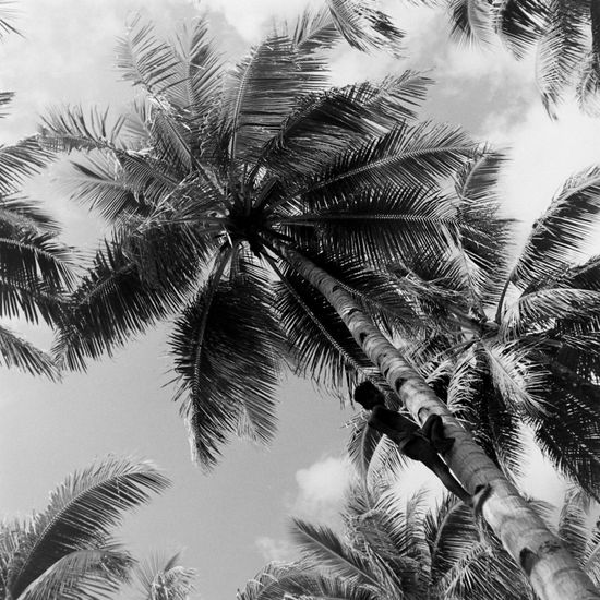 Child Climbing Coconut Tree Ulithi 1945 Editorial Stock Photo - Stock ...