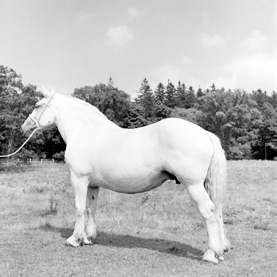 Closeup Percheron Farm 1942 Editorial Stock Photo - Stock Image ...