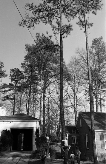 Kids Climbing Tree During Kite Contest Editorial Stock Photo - Stock ...