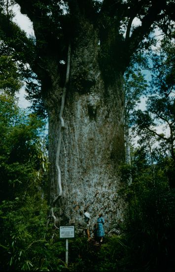Man Woman Standing Under Giant Tree Editorial Stock Photo - Stock Image ...