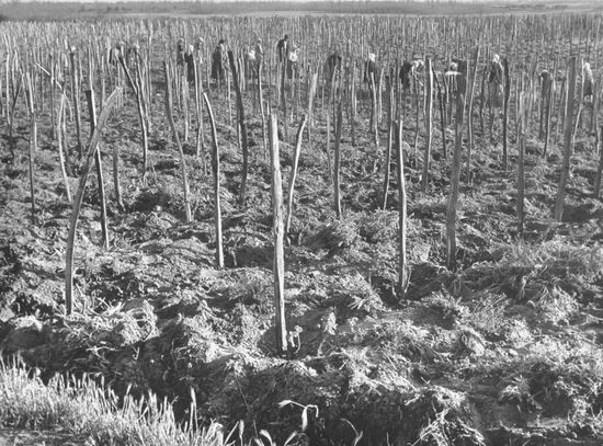 Czech Farmers Hoeing Around Grape Plants Editorial Stock Photo - Stock ...