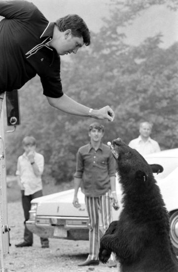 Man Feeding Bear Great Smoky Mountains Editorial Stock Photo - Stock ...