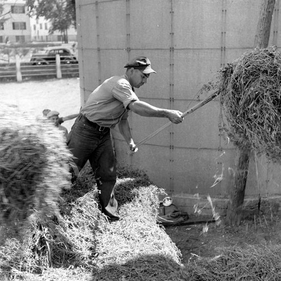 Man Lifting Grass On Dairy Farm Editorial Stock Photo - Stock Image ...