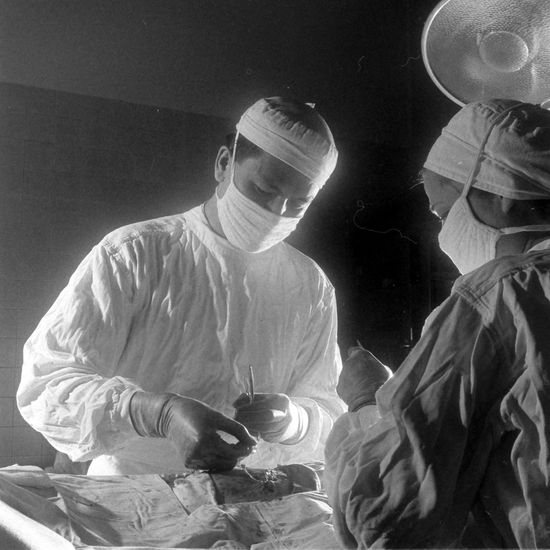 Doctors Performing Surgery Animals Survived After Editorial Stock Photo ...