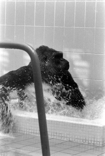 Gorilla Taking Bath Milwaukee County Zoo Editorial Stock Photo - Stock ...