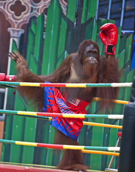 Orangutan Kickboxing Safari World Animal Park Editorial Stock Photo ...