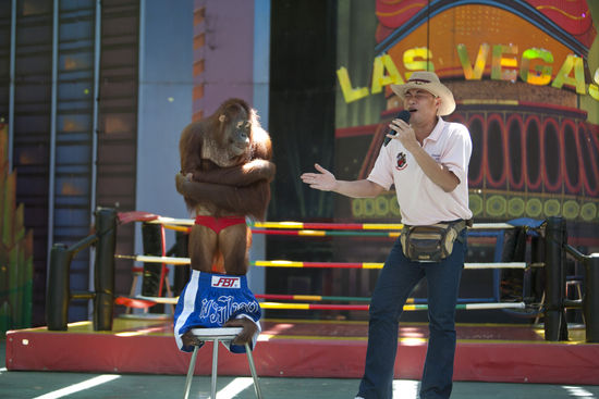Orangutan Kickboxing Safari World Animal Park Editorial Stock Photo ...