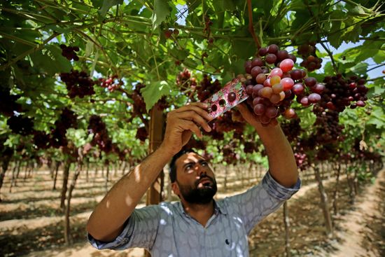 Workers Collect Harvested Grapes Grape Field Editorial Stock Photo ...