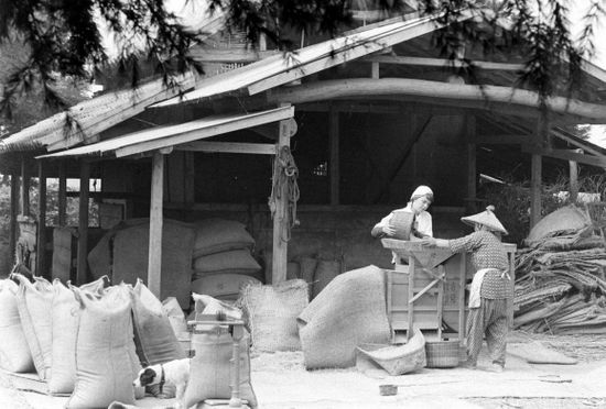 American Exchange Student Pouring Paddy Rice Editorial Stock Photo ...