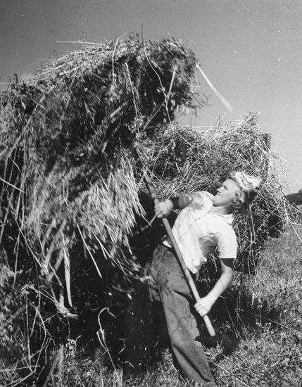 Patricia Colleen Altree Pitching Hay On Editorial Stock Photo - Stock ...