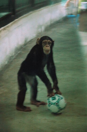 Football Mad Chimp Dang Dang Demonstrates Editorial Stock Photo - Stock ...