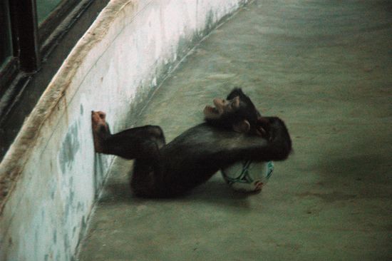 Football Mad Chimp Dang Dang Demonstrates Editorial Stock Photo - Stock ...