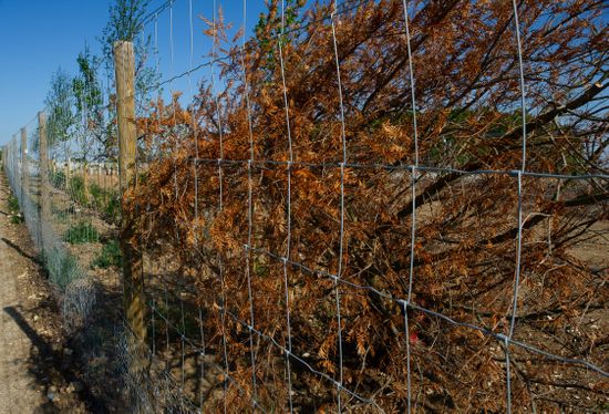 Some Ancient Hedgerows Have Been Replanted Editorial Stock Photo ...