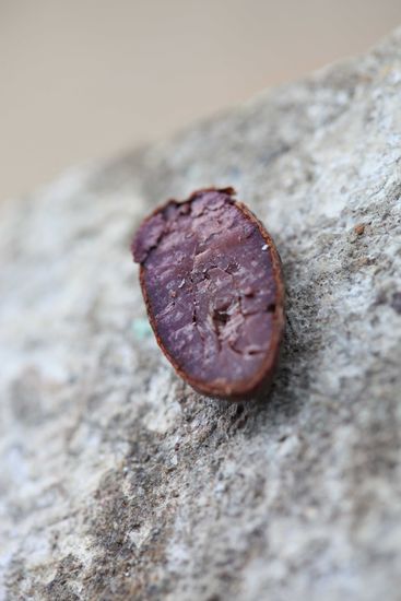 Cocoa Bean Cut Half Chuao Venezuela Editorial Stock Photo - Stock Image ...