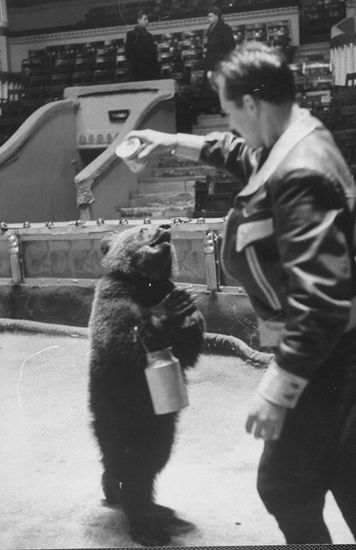 Extraordinarily Skillful Russian Performing Bear His Editorial Stock ...
