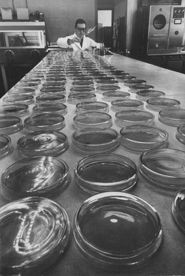 Dr Gib Debusk Biologist Testing Mold Editorial Stock Photo - Stock ...