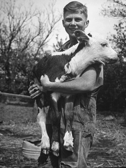 Kansas Farm Boy Dan Gardner Holding Editorial Stock Photo - Stock Image ...