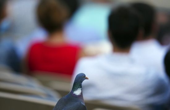 Pigeon Watches Action Editorial Stock Photo - Stock Image | Shutterstock