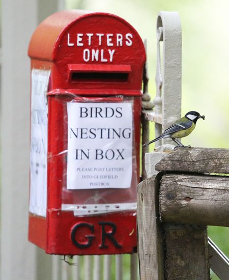 Great Tit Which Nesting Post Box Editorial Stock Photo - Stock Image ...