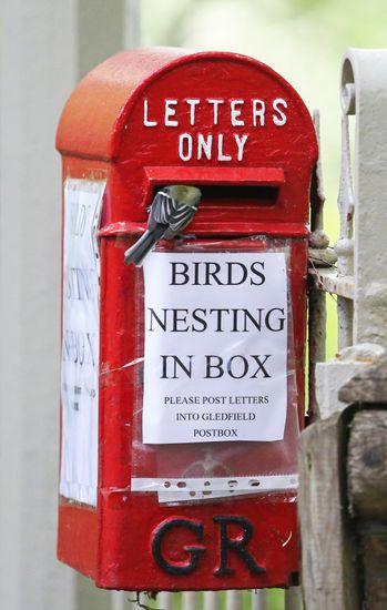 Great Tit Which Nesting Post Box Editorial Stock Photo - Stock Image ...