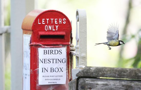 Great Tit Which Nesting Post Box Editorial Stock Photo - Stock Image ...