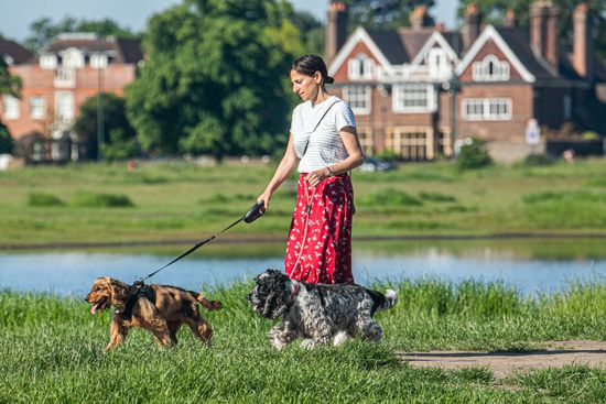 Woman Walking Her Cocker Spaniels On Editorial Stock Photo - Stock ...