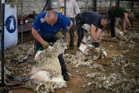 Several Ukrainian Sheep Shearers Action Farm Editorial Stock Photo ...