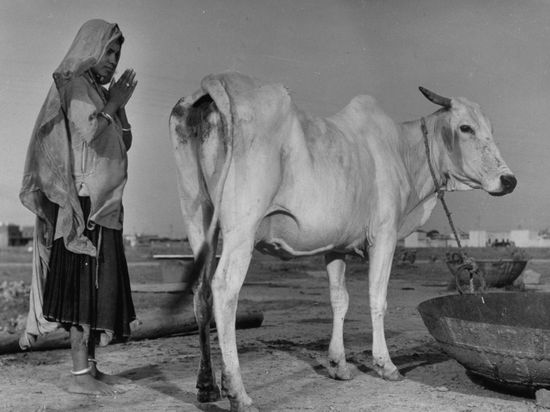 Circa 1946 Hindu Women Praying Cow Editorial Stock Photo - Stock Image ...
